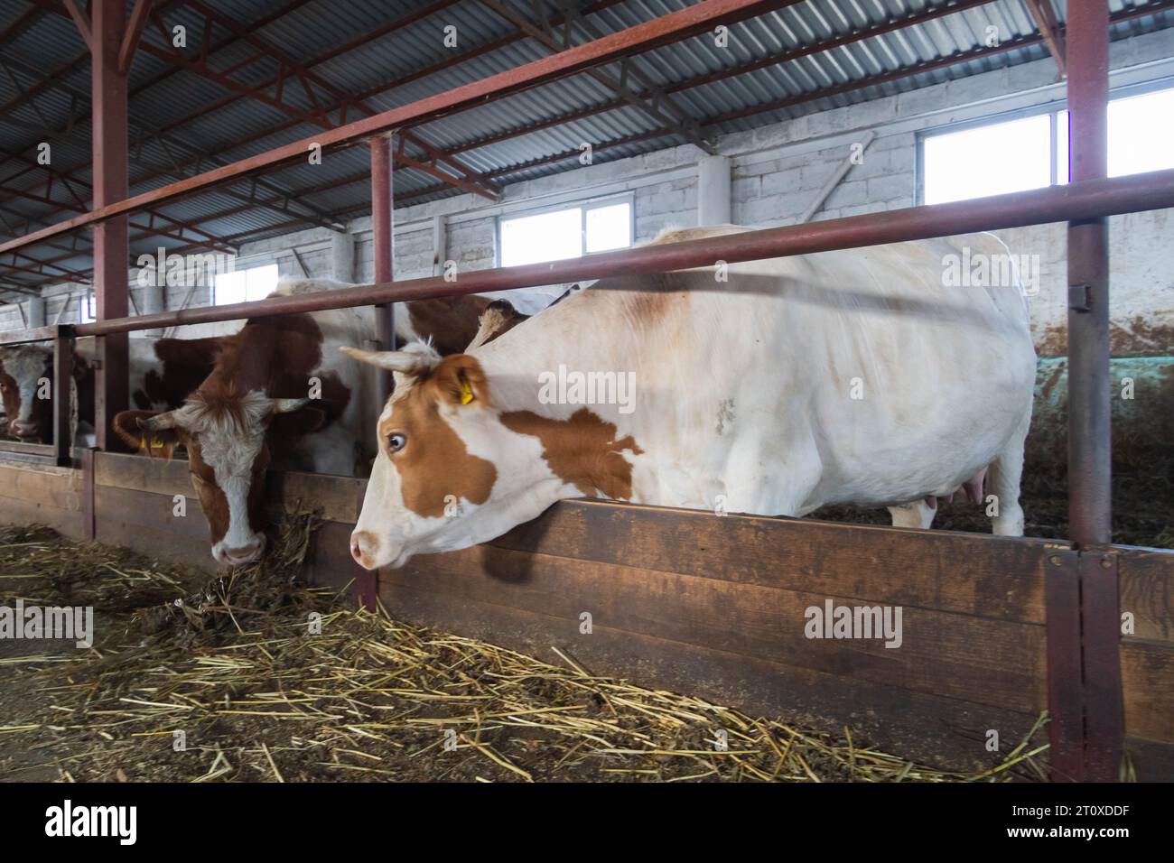 A herd of cows on a farm. Livestock complex. Raising cattle Stock Photo ...