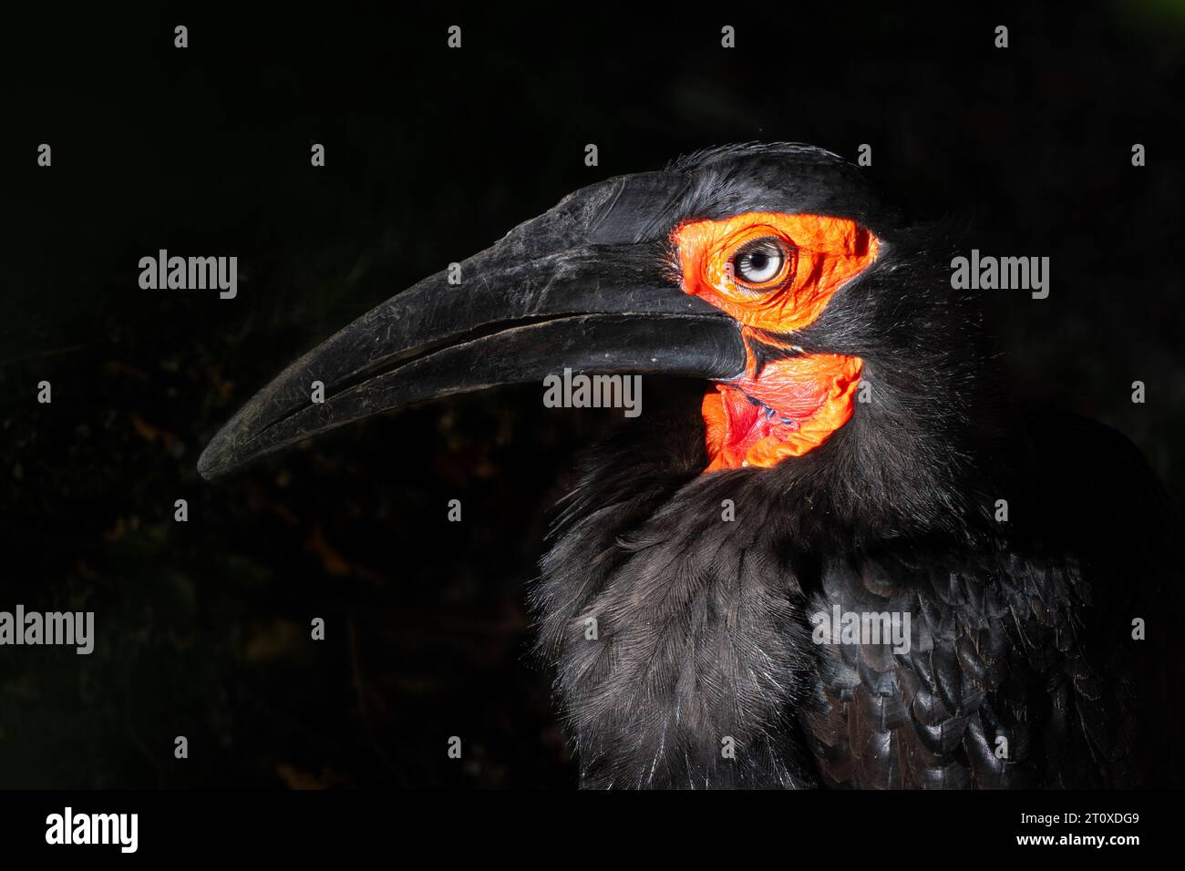 Southern Ground Hornbill - Bucorvus leadbeateri, portrait of large ...