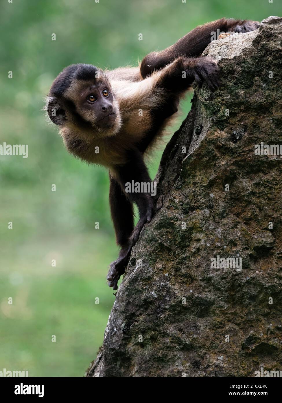 Capuchin Monkey sitting on a rock - Pakawi Park - Belgium Stock Photo ...