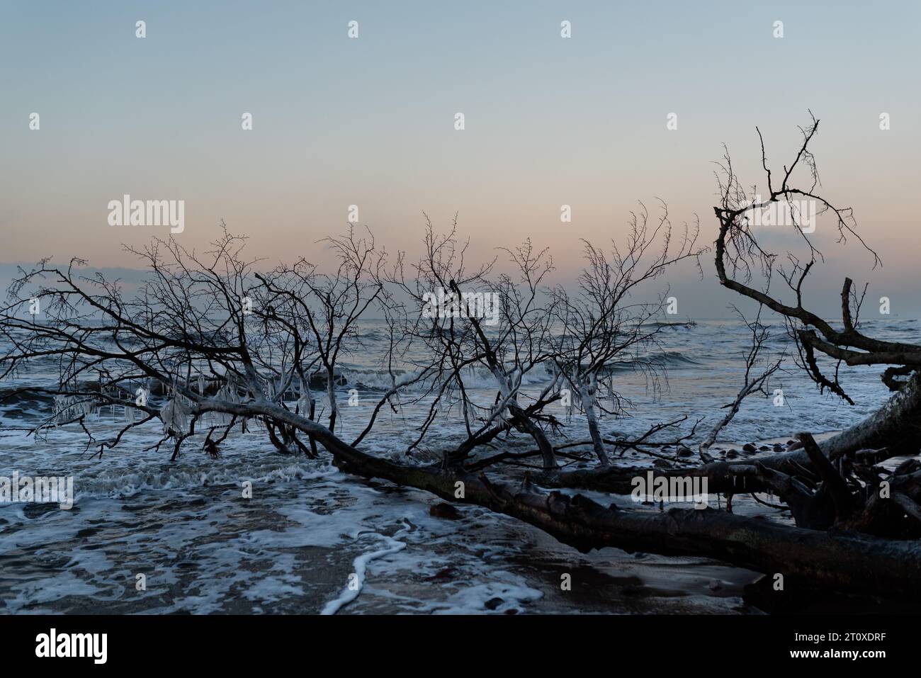 Beautiful crystal ice trees hi-res stock photography and images - Alamy