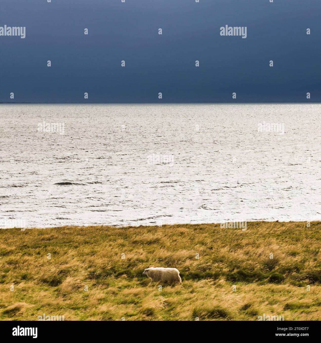 Lone sheep in field hi-res stock photography and images - Alamy