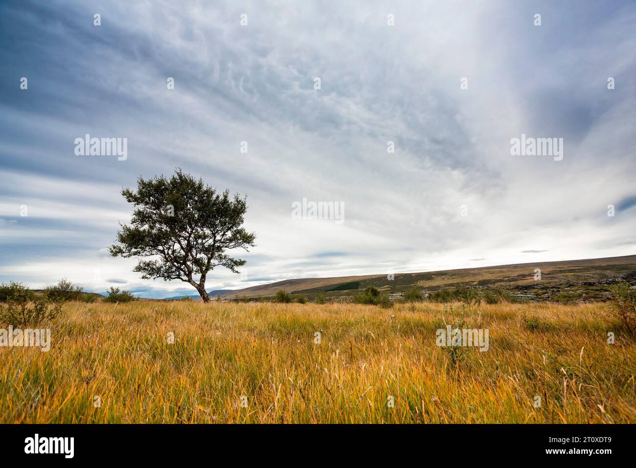 Iceland tree hi-res stock photography and images - Alamy