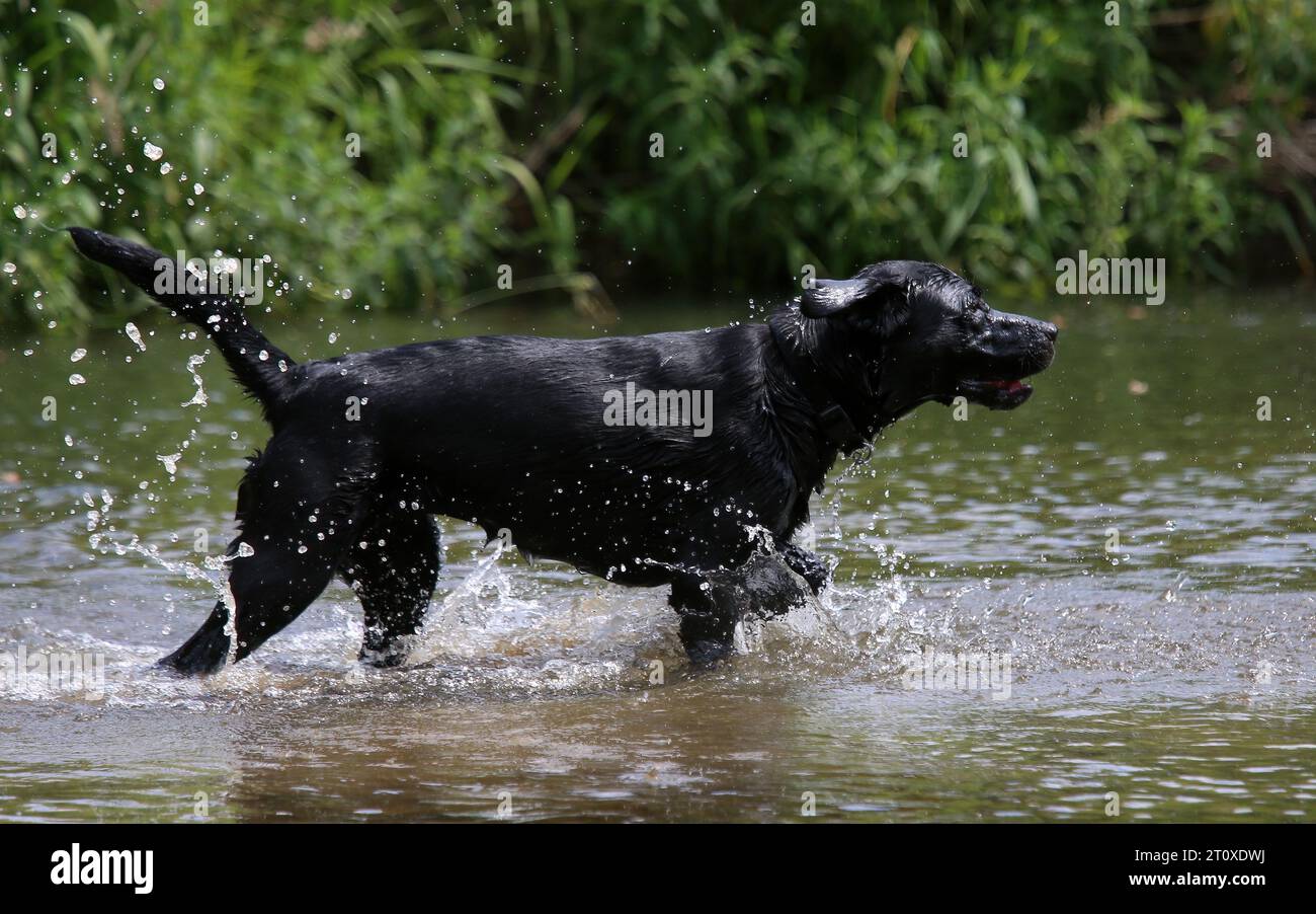 Black Labrador dog running through a river Stock Photo - Alamy