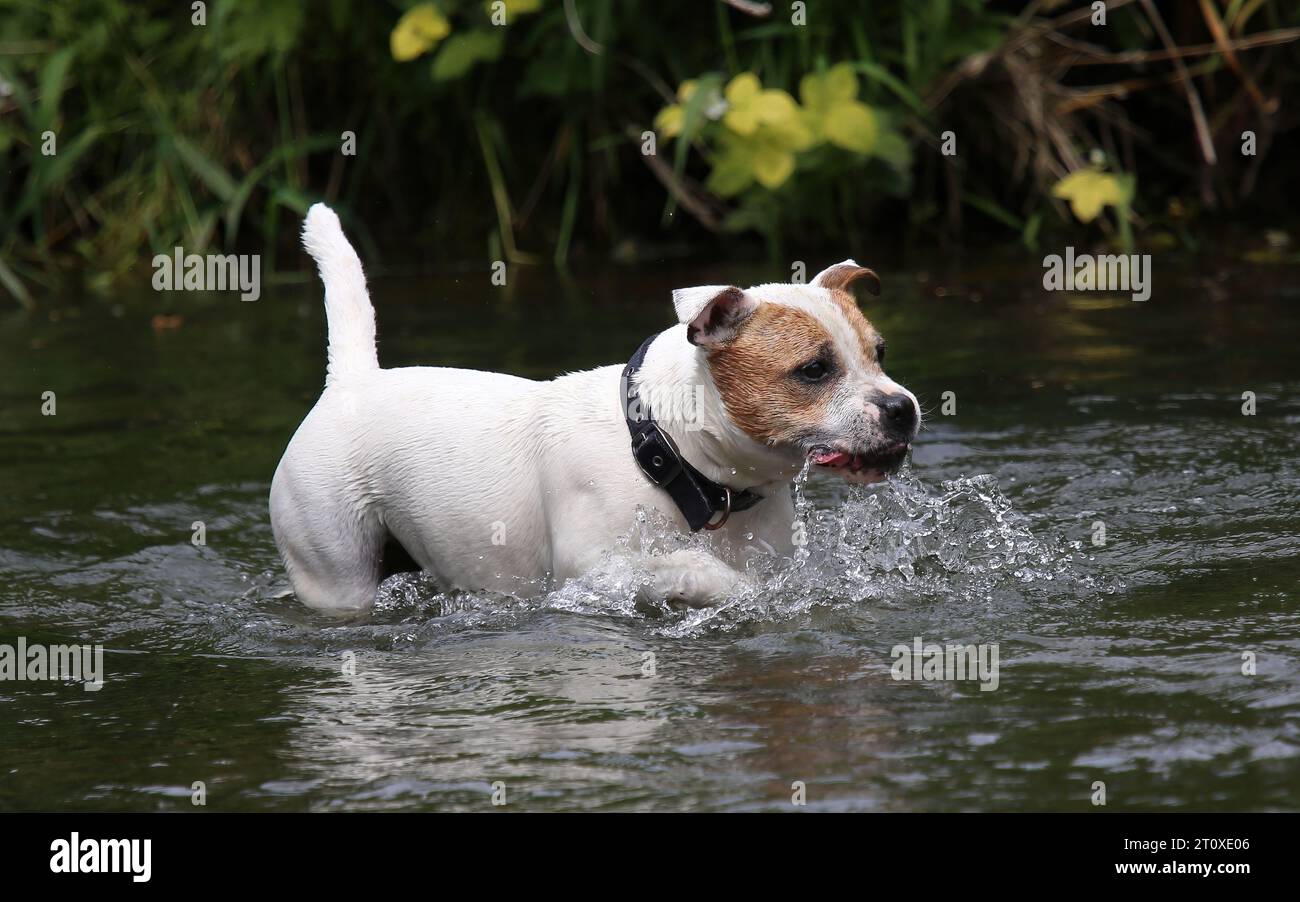 Staffordshire Bull Terrier dog playing in the river Stock Photo - Alamy