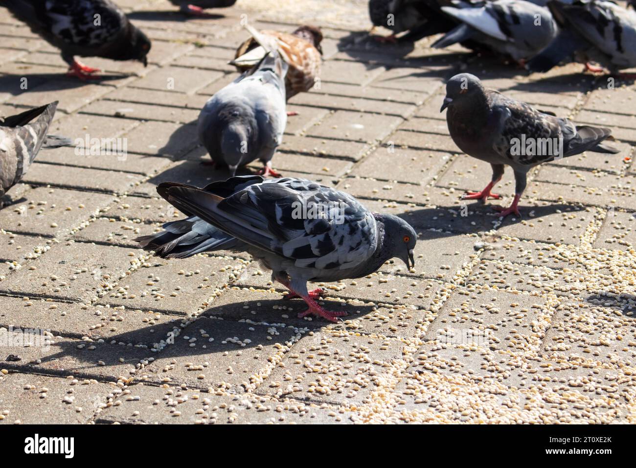 Pigeons eating grain on the sidewalk close up Stock Photo - Alamy