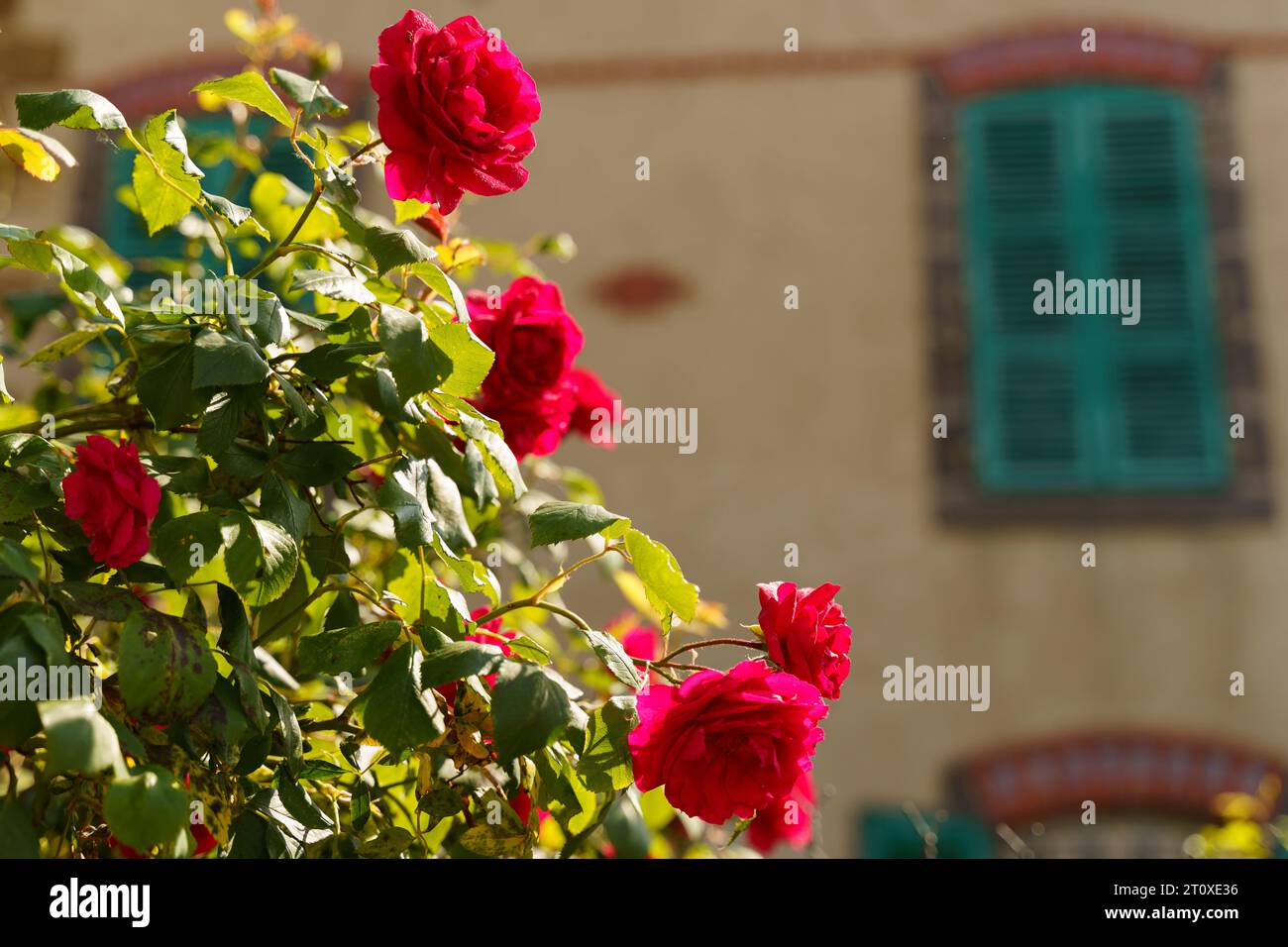Red roses growing in a cottage garden hi-res stock photography and ...