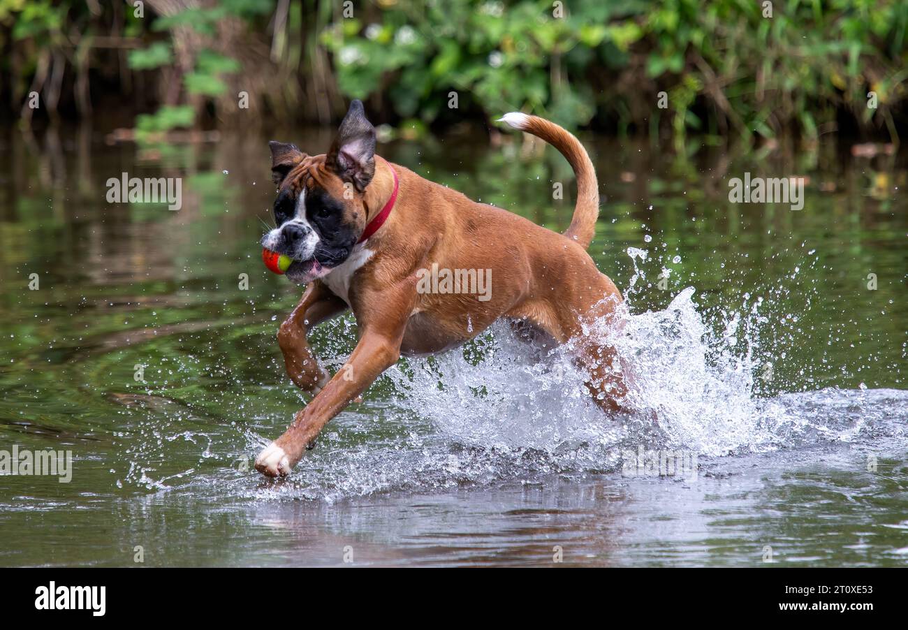 Wet boxer dog hi-res stock photography and images - Alamy