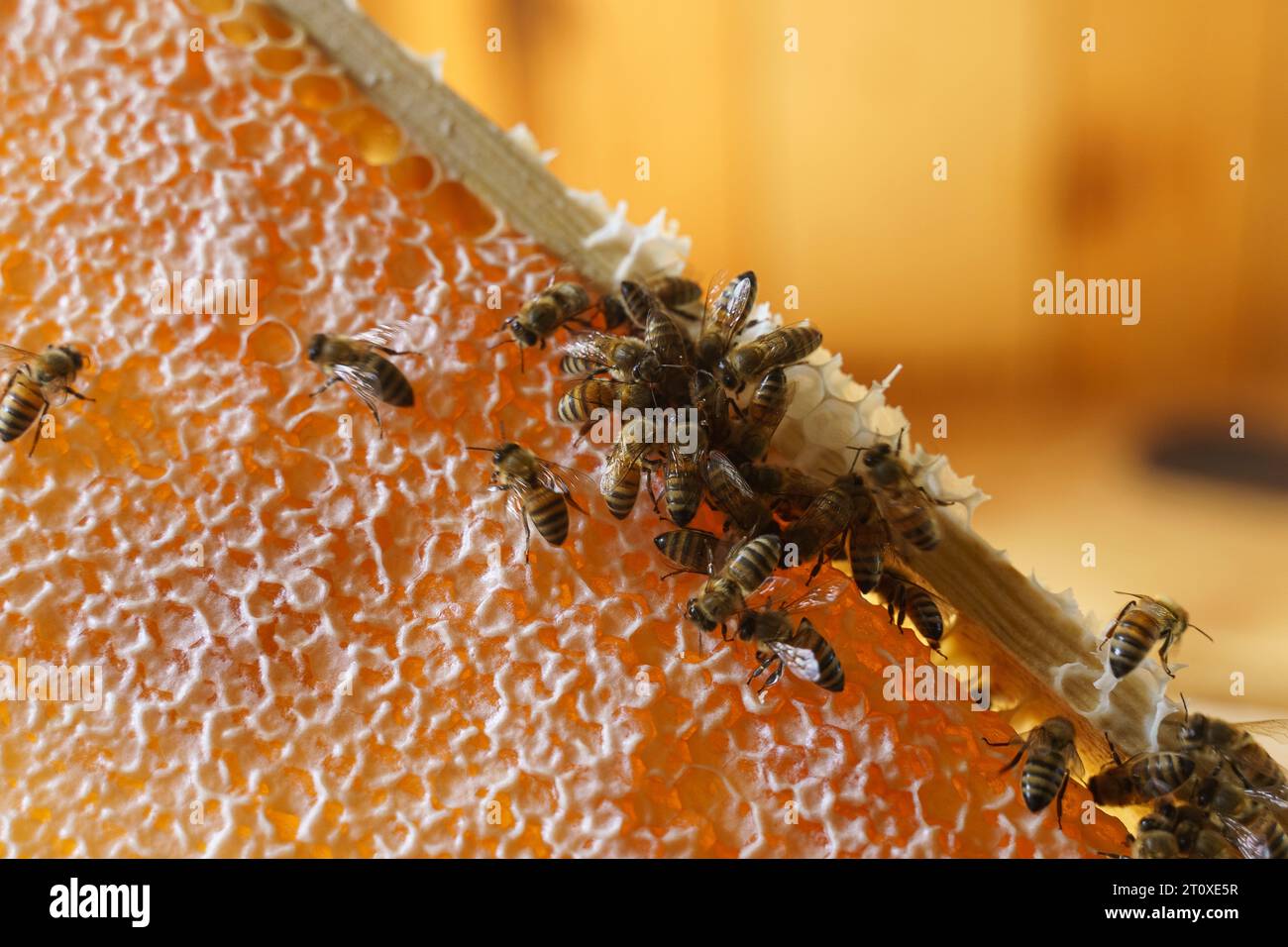The beekeeper holds a nesting frame with honey and bees in his hands. Close-up. Agricultural ...