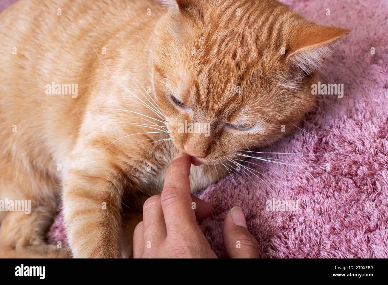 Ginger cat on carpet at home portrait close up Stock Photo - Alamy
