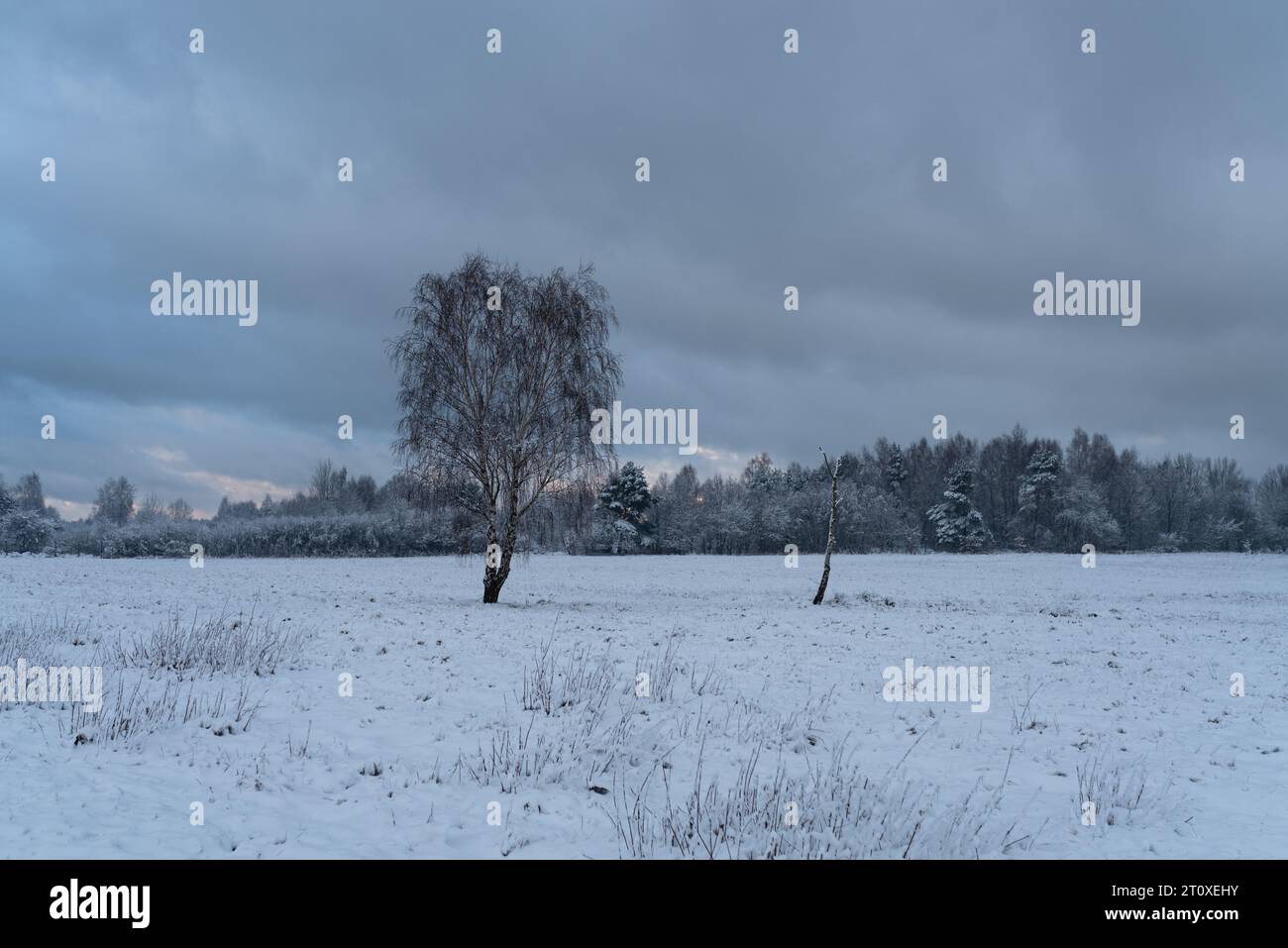 Beautiful scenery trees snowy field hi-res stock photography and images ...