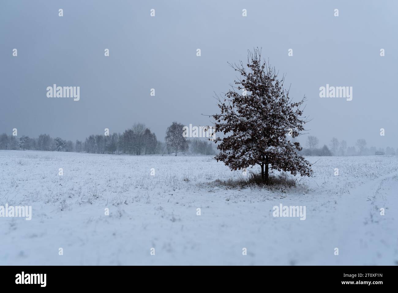 Beautiful scenery trees snowy field hi-res stock photography and images ...