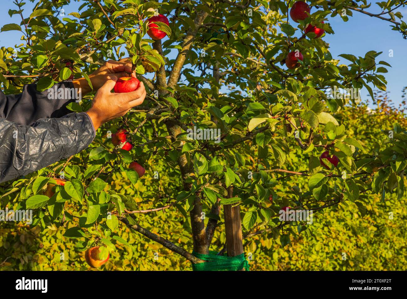 Person picks apple from tree hi-res stock photography and images - Alamy