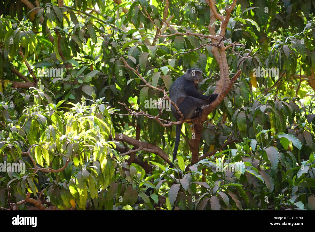 Blue monkey resting Stock Photo - Alamy