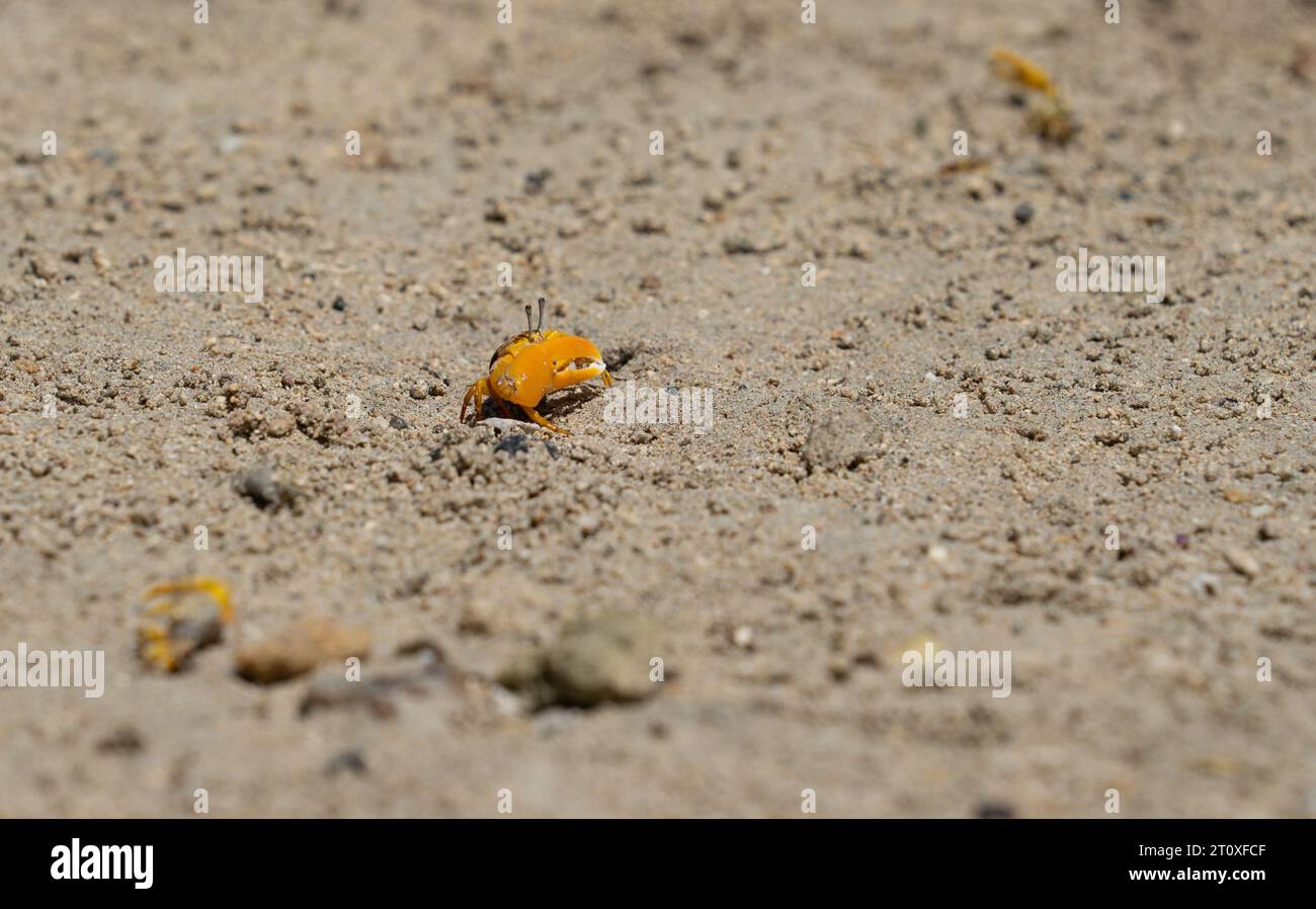 Uca lacteal hi-res stock photography and images - Alamy