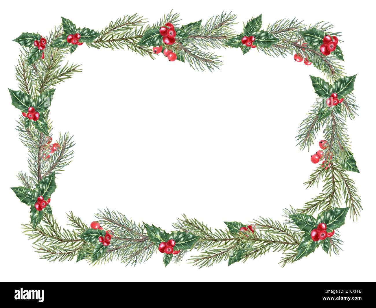 Christmas spruce frame. Green ilex leaves with bunch of red berries ...