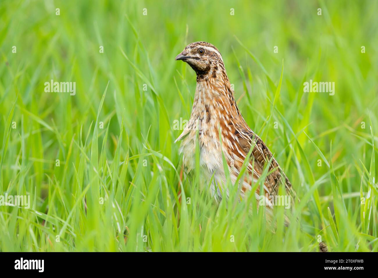 Common Quail (Coturnix coturnix), side view of an adult male standing ...