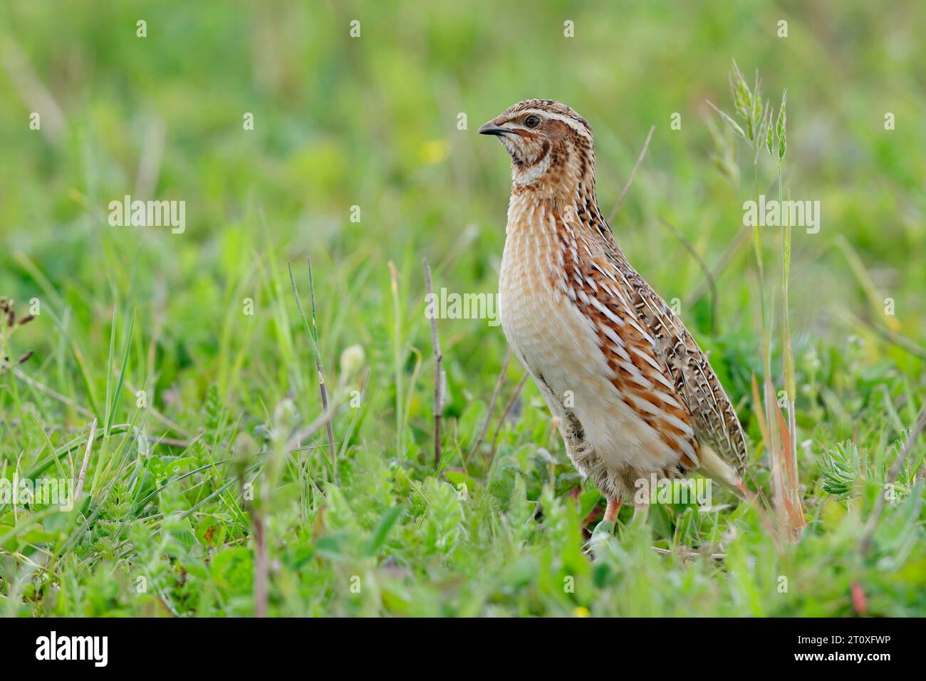 Common Quail (Coturnix coturnix), side view of an adult male standing ...
