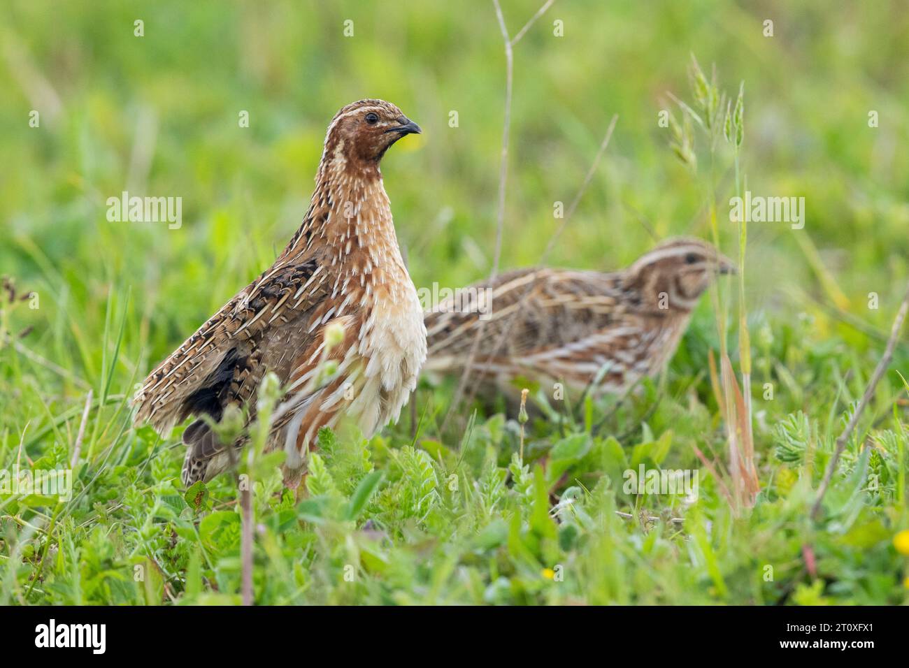 Common Quail (Coturnix coturnix), side view of two males standing on ...