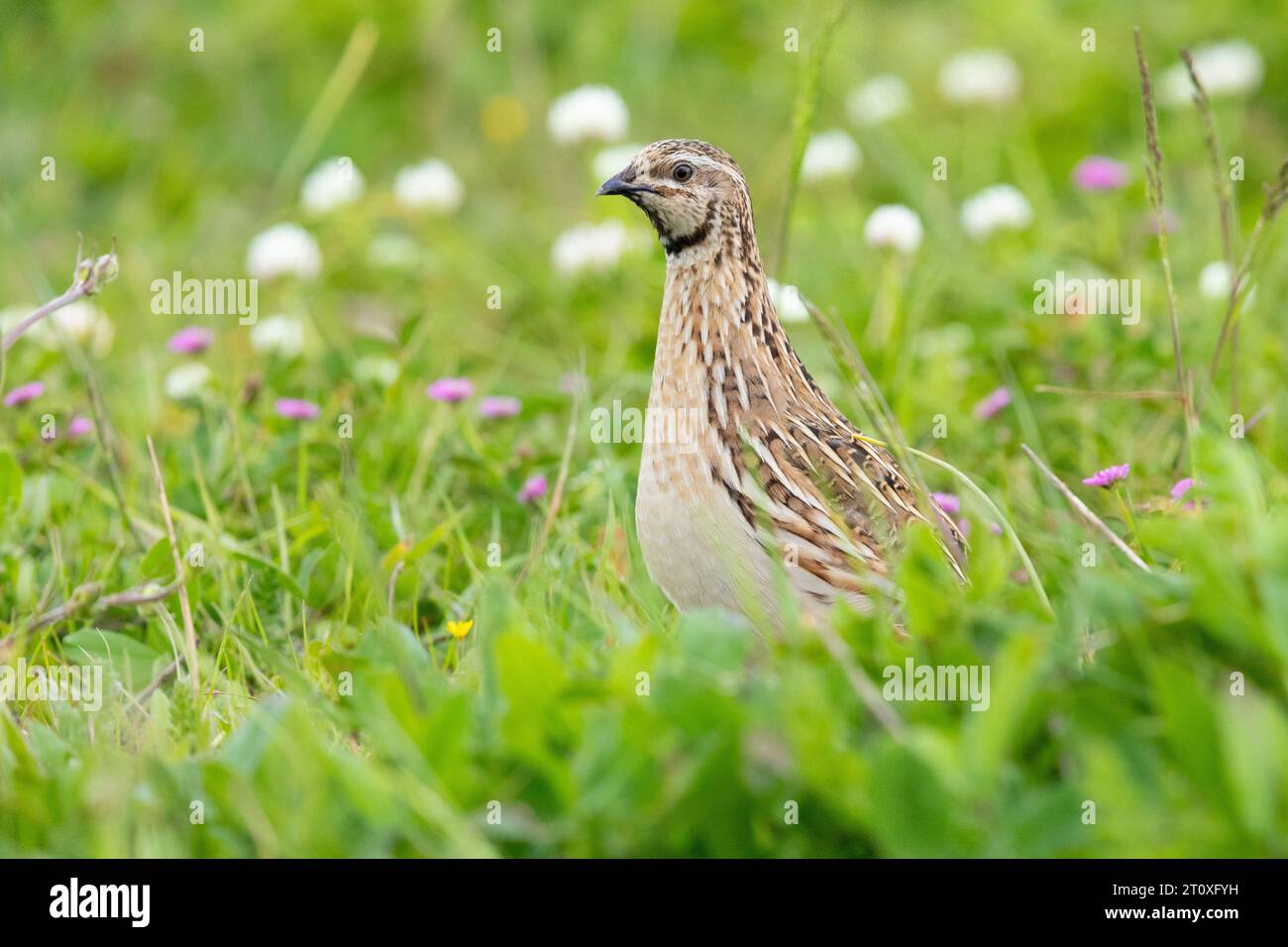 Common Quail (Coturnix coturnix), side view of an adult male standing ...