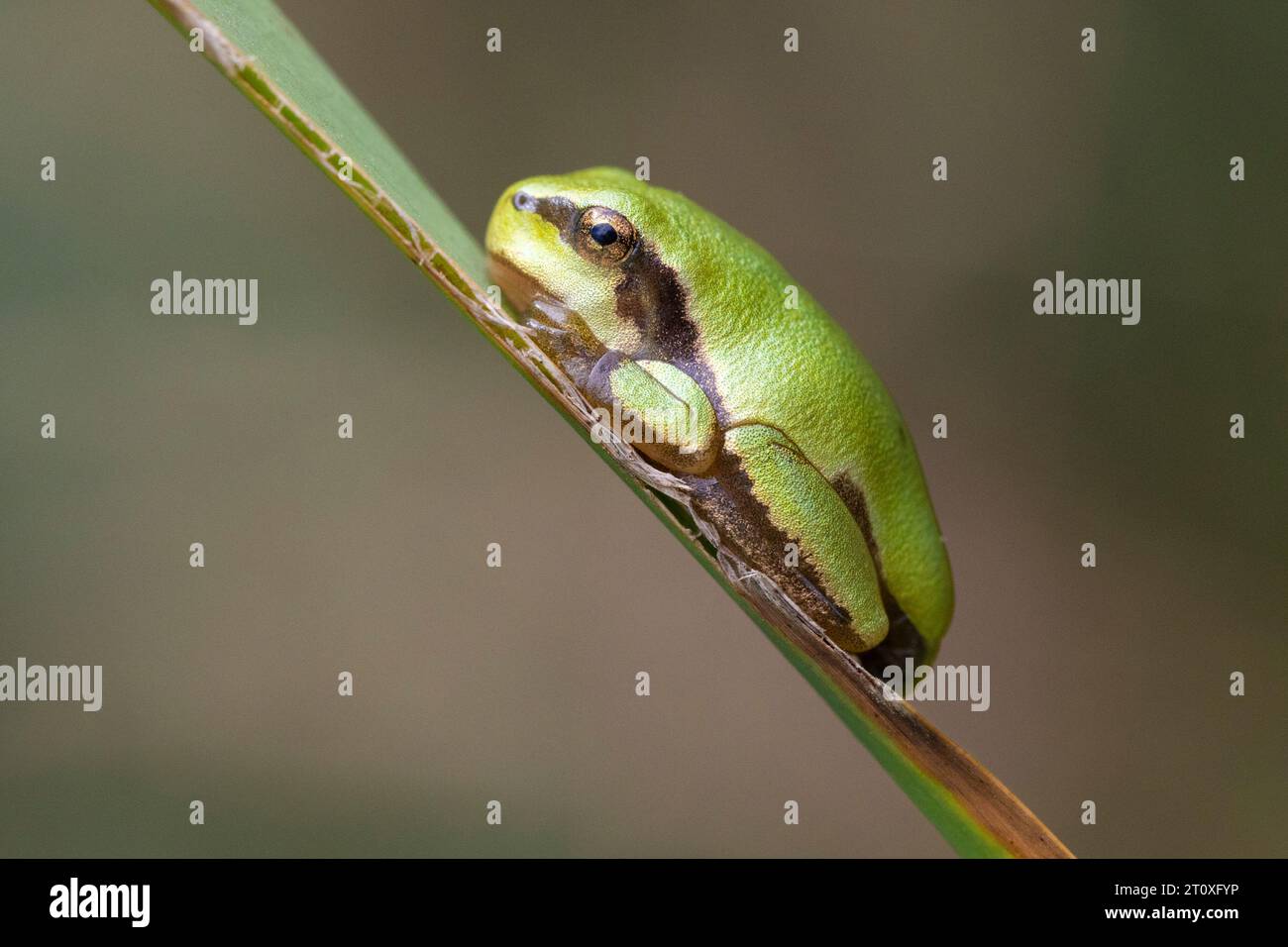 Italian Tree Frog (Hyla intermedia), side view of a juvenile attached ...