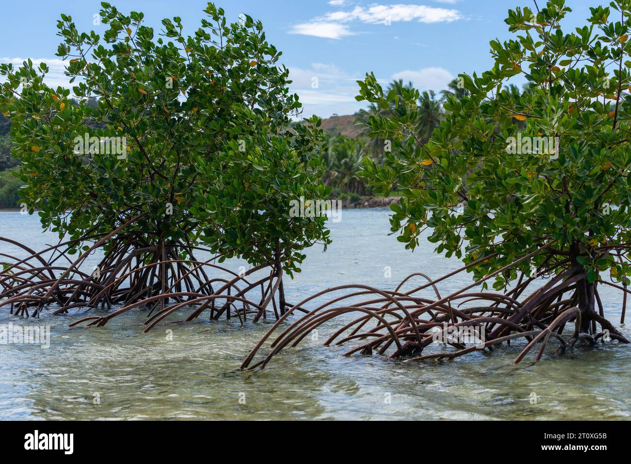 Red mangrove bush with stilt root arching above water surface on Yanuca ...