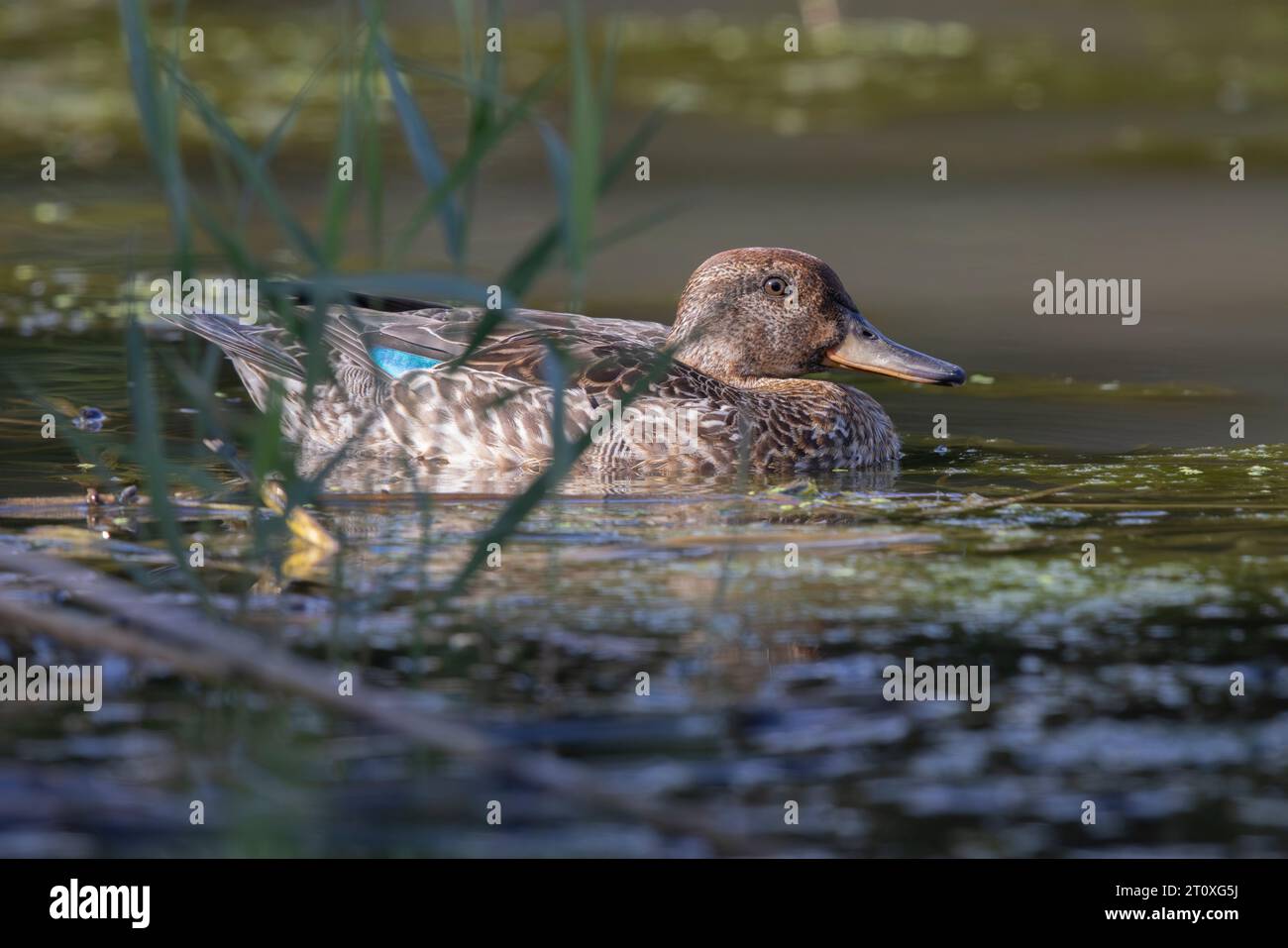 Male in eclipse hi-res stock photography and images - Alamy