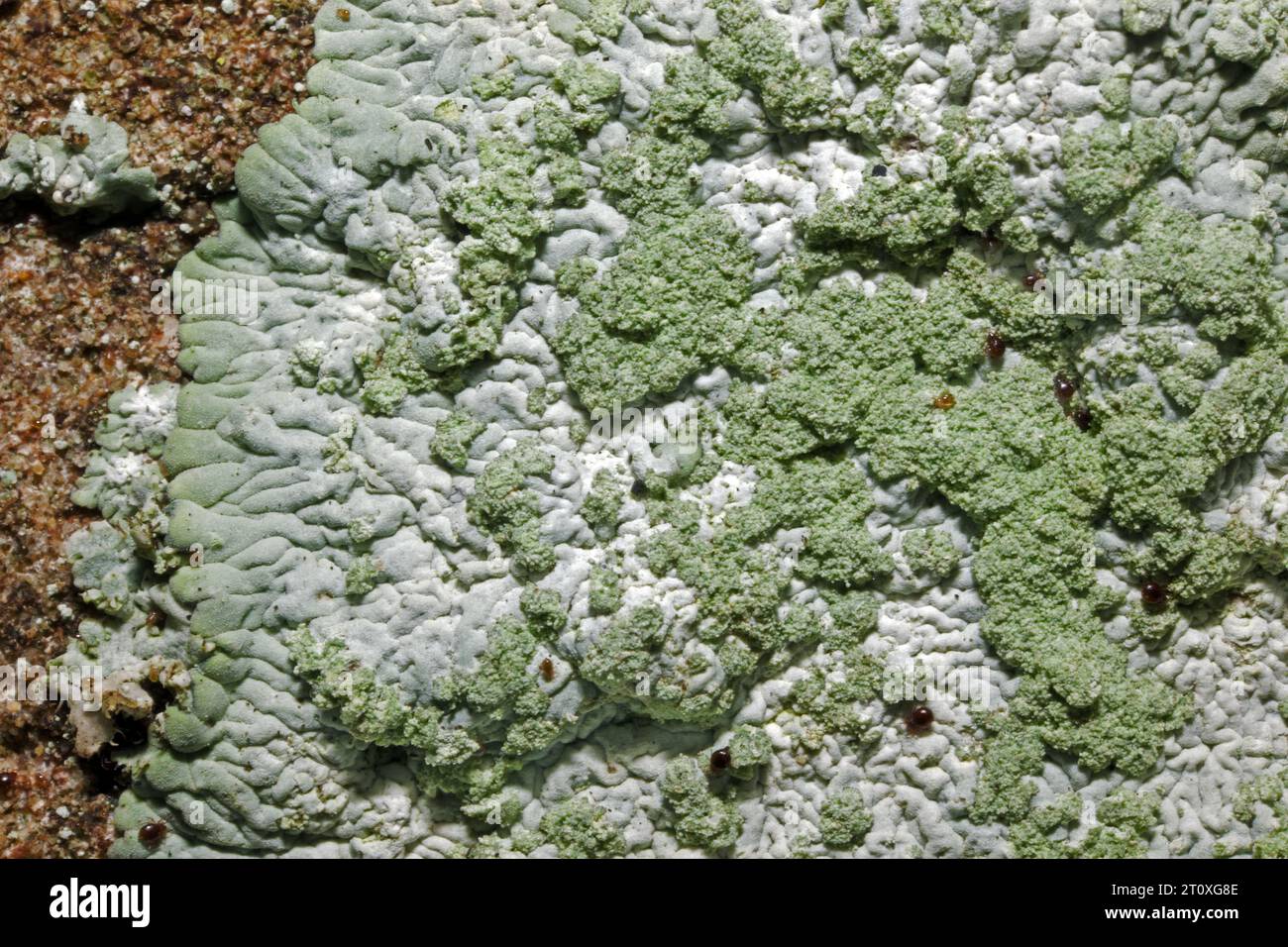 Lichen of both calcareous and siliceous substrates hi-res stock ...