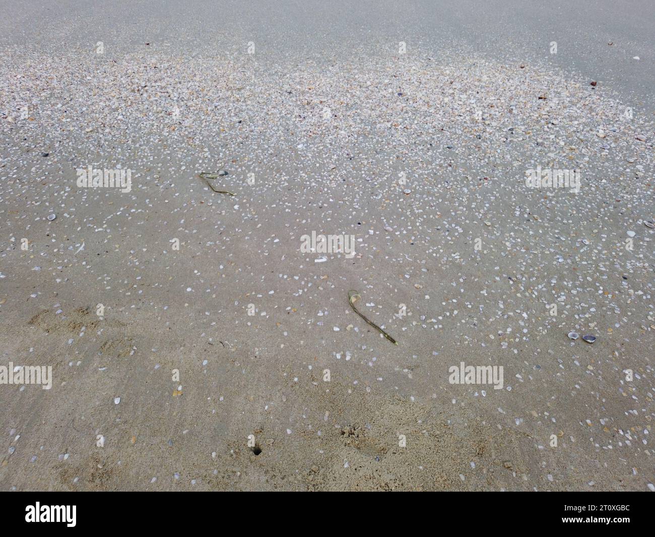 Sea shells on Benaulim beach in the Indian sate of Goa Stock Photo - Alamy
