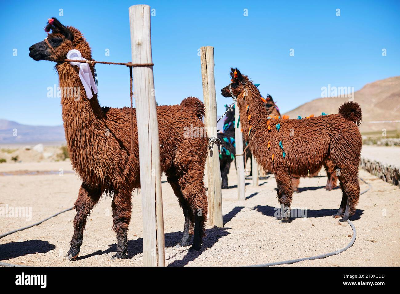 Lana llama hi-res stock photography and images - Alamy