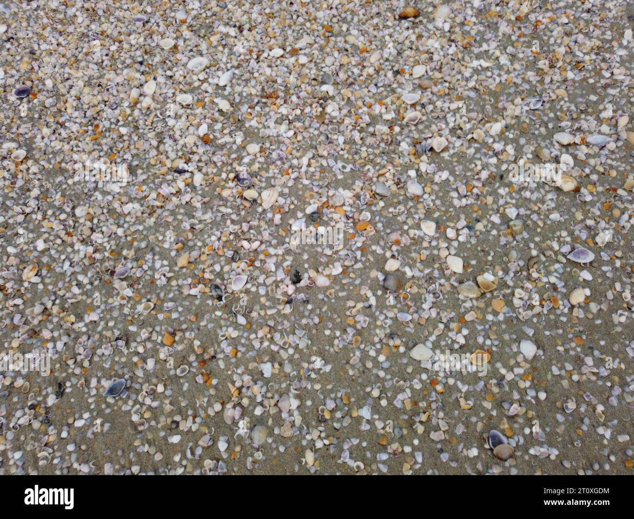 Sea shells on Benaulim beach in the Indian sate of Goa Stock Photo - Alamy