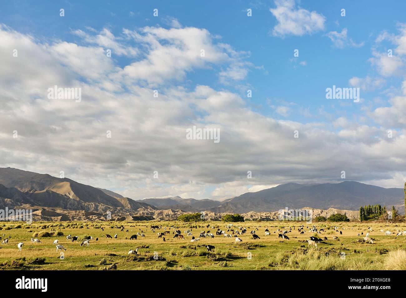 Animales pastando en un campo de Argentina Stock Photo - Alamy