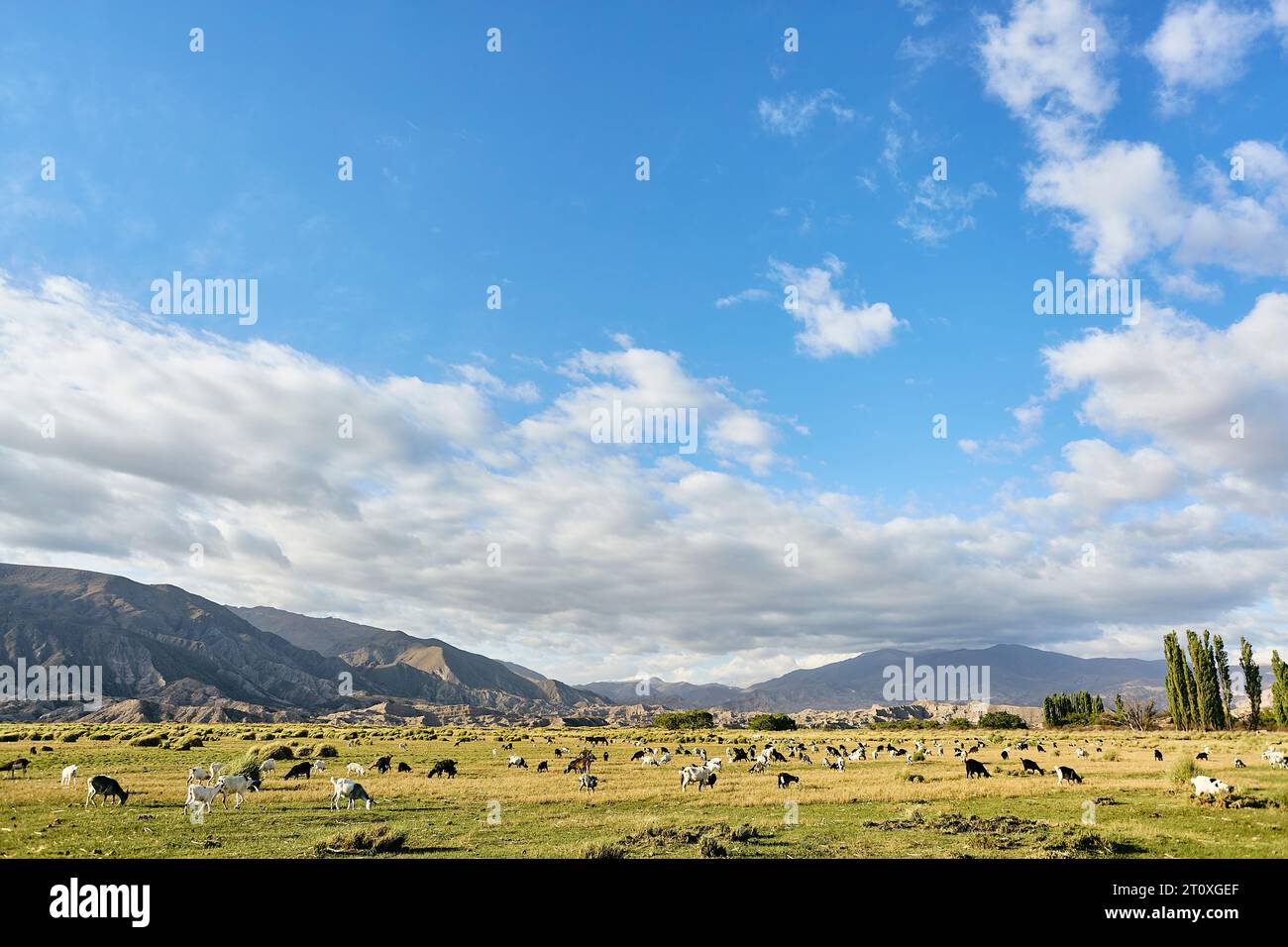 Animales pastando en un campo de Argentina Stock Photo - Alamy