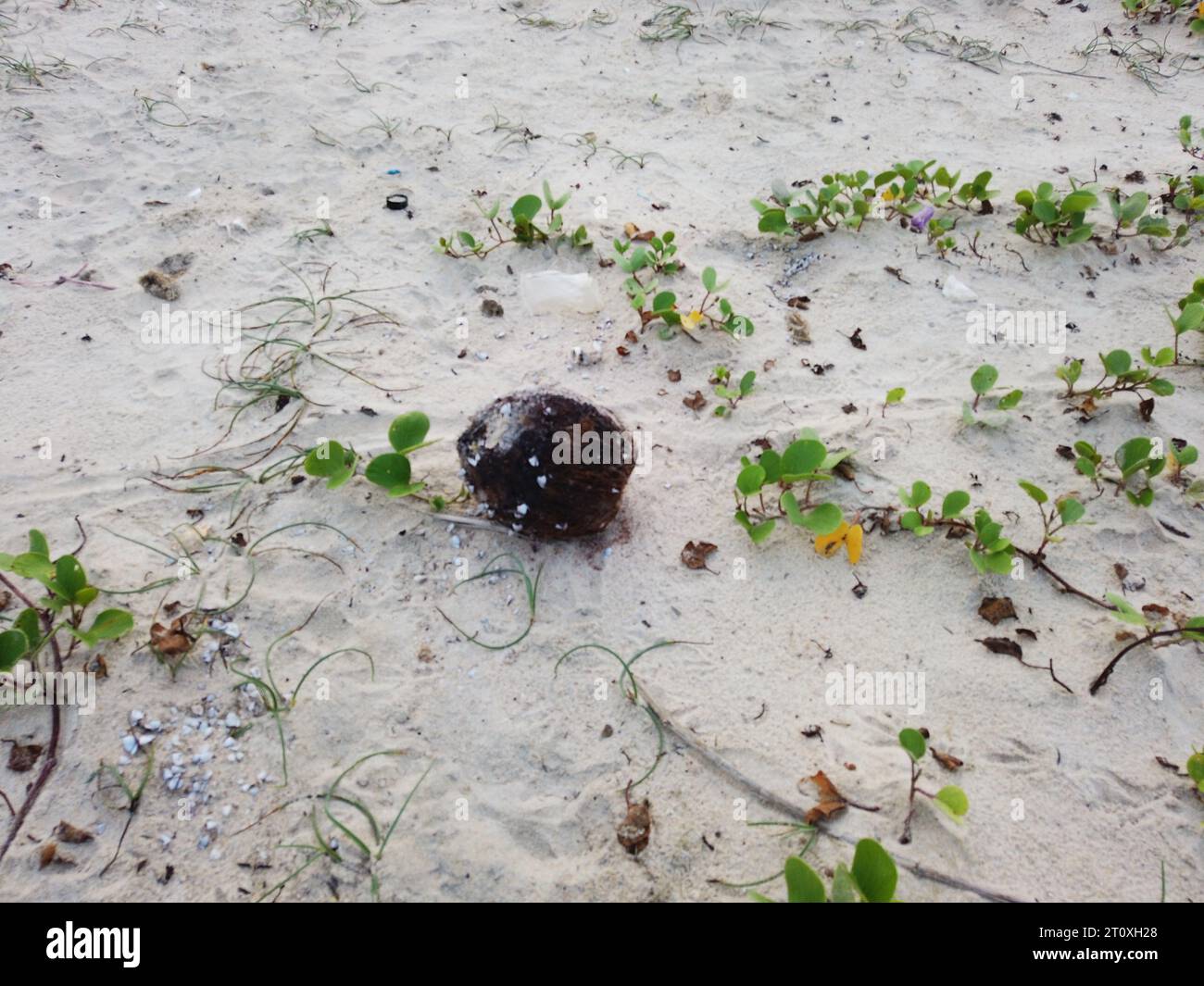 Benaulim coconut hi-res stock photography and images - Alamy
