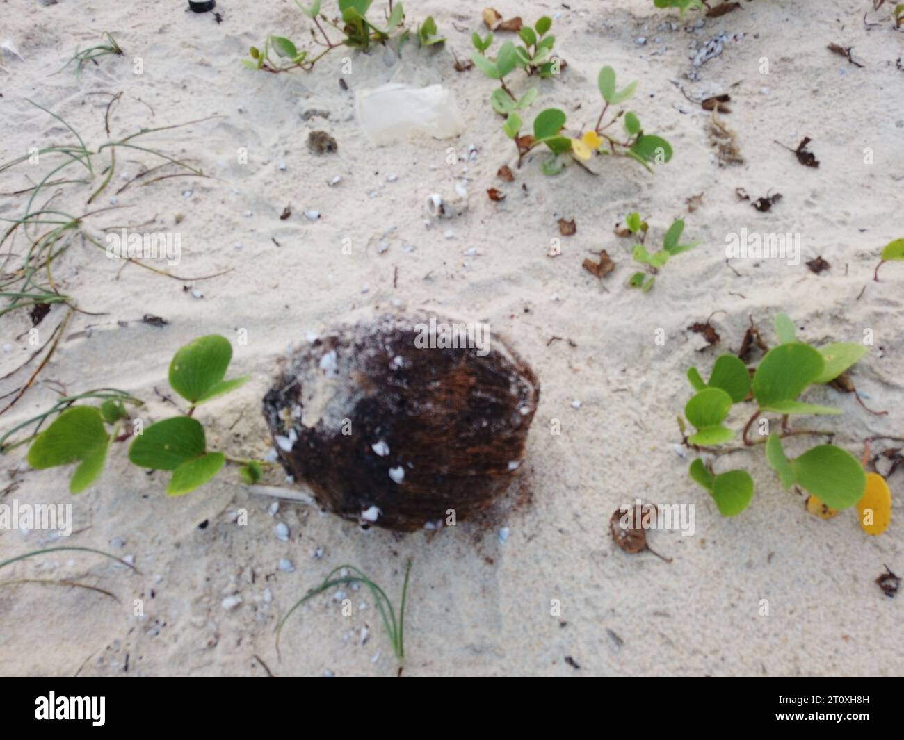 Coconut washed on the seashore with shell fish having made its husk its ...