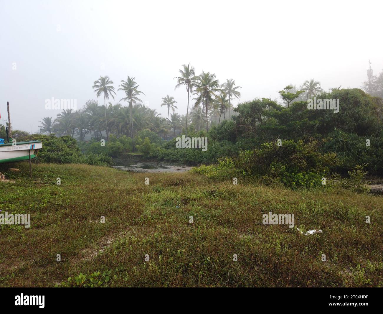 The greenery at Benaulim beach in the Indian sate of Goa Stock Photo ...