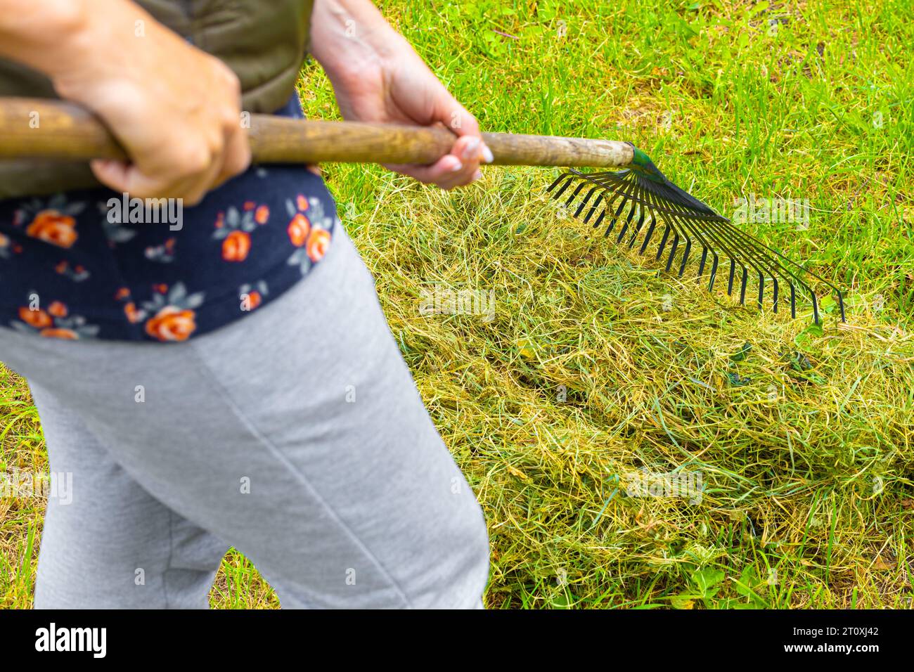 gardener collecting dry grass with a rake. making hay on the farm Stock ...