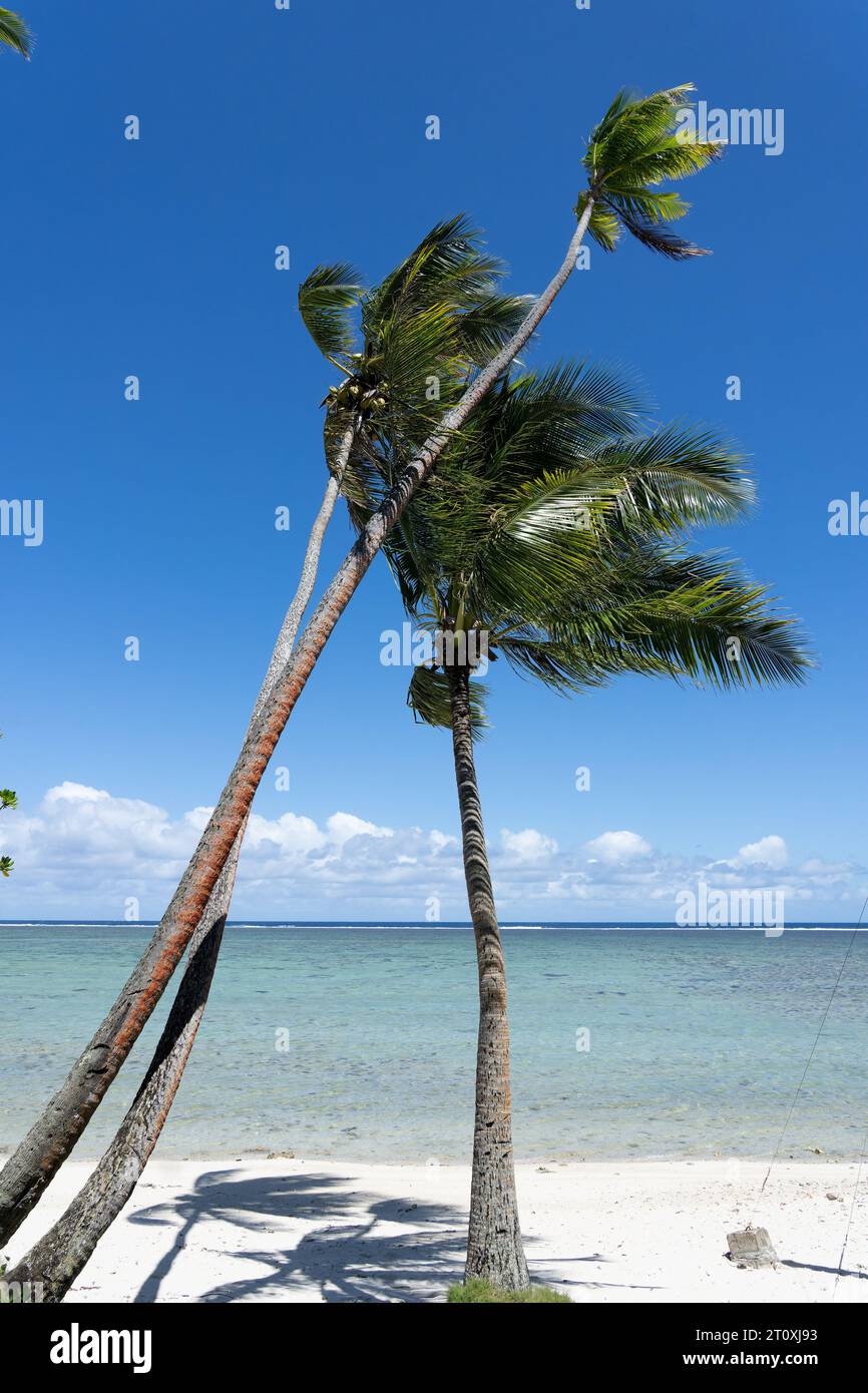 Strong tropical breeze blows leaning palm trees Stock Photo - Alamy