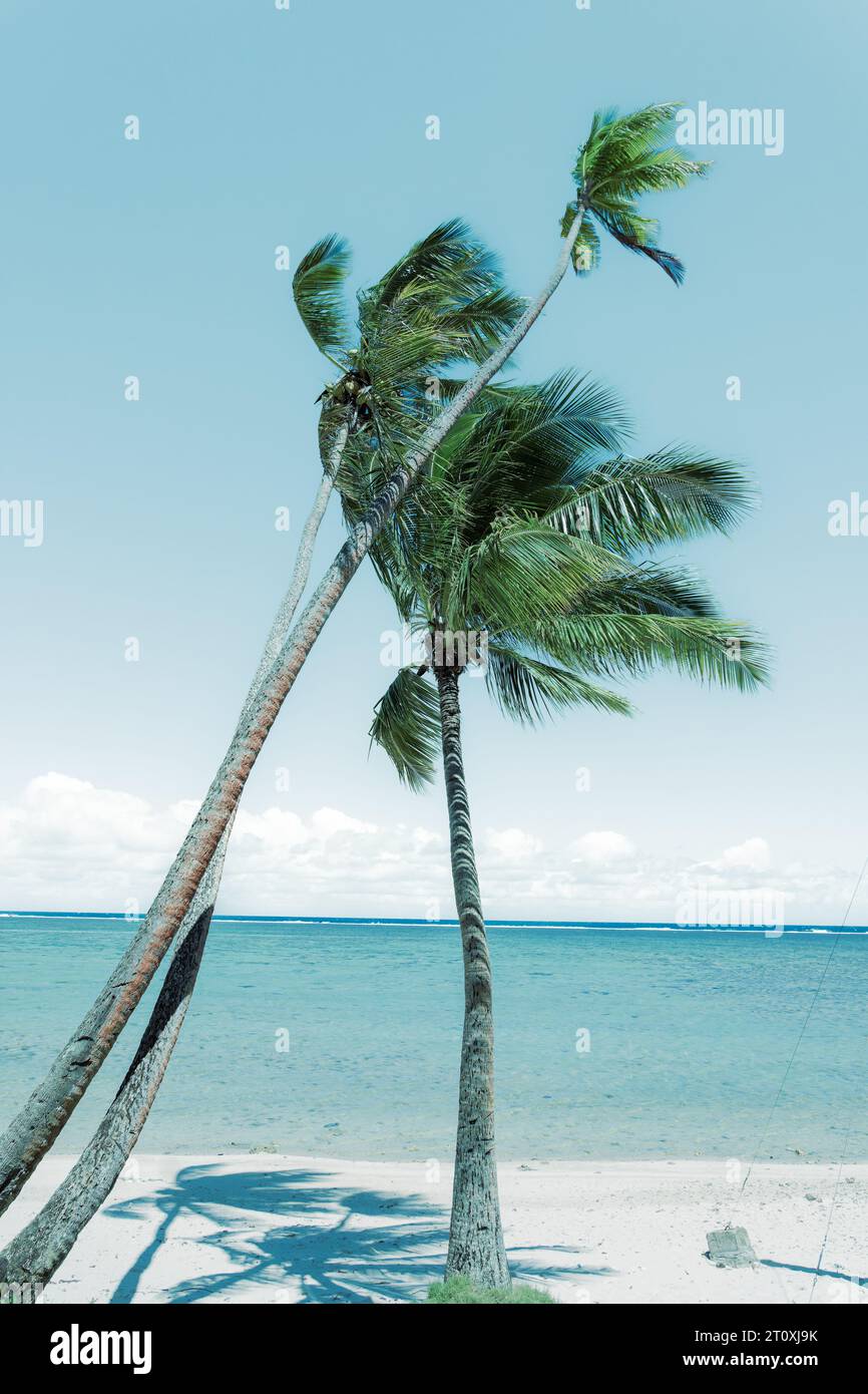 Strong tropical breeze blows palm trees leaning in wind Stock Photo - Alamy