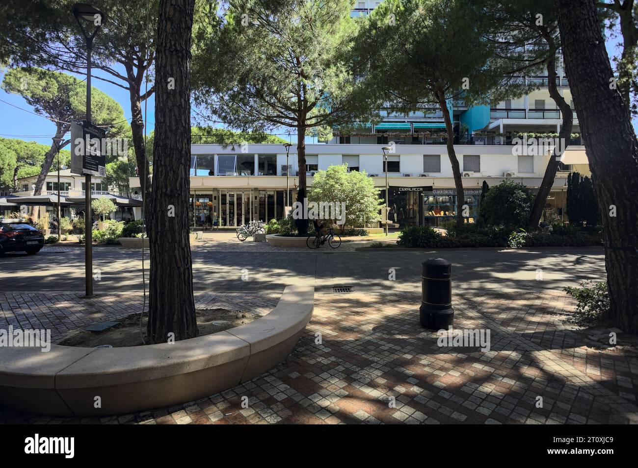 Boulevard arched by maritime pines and bordered by buildings in an ...