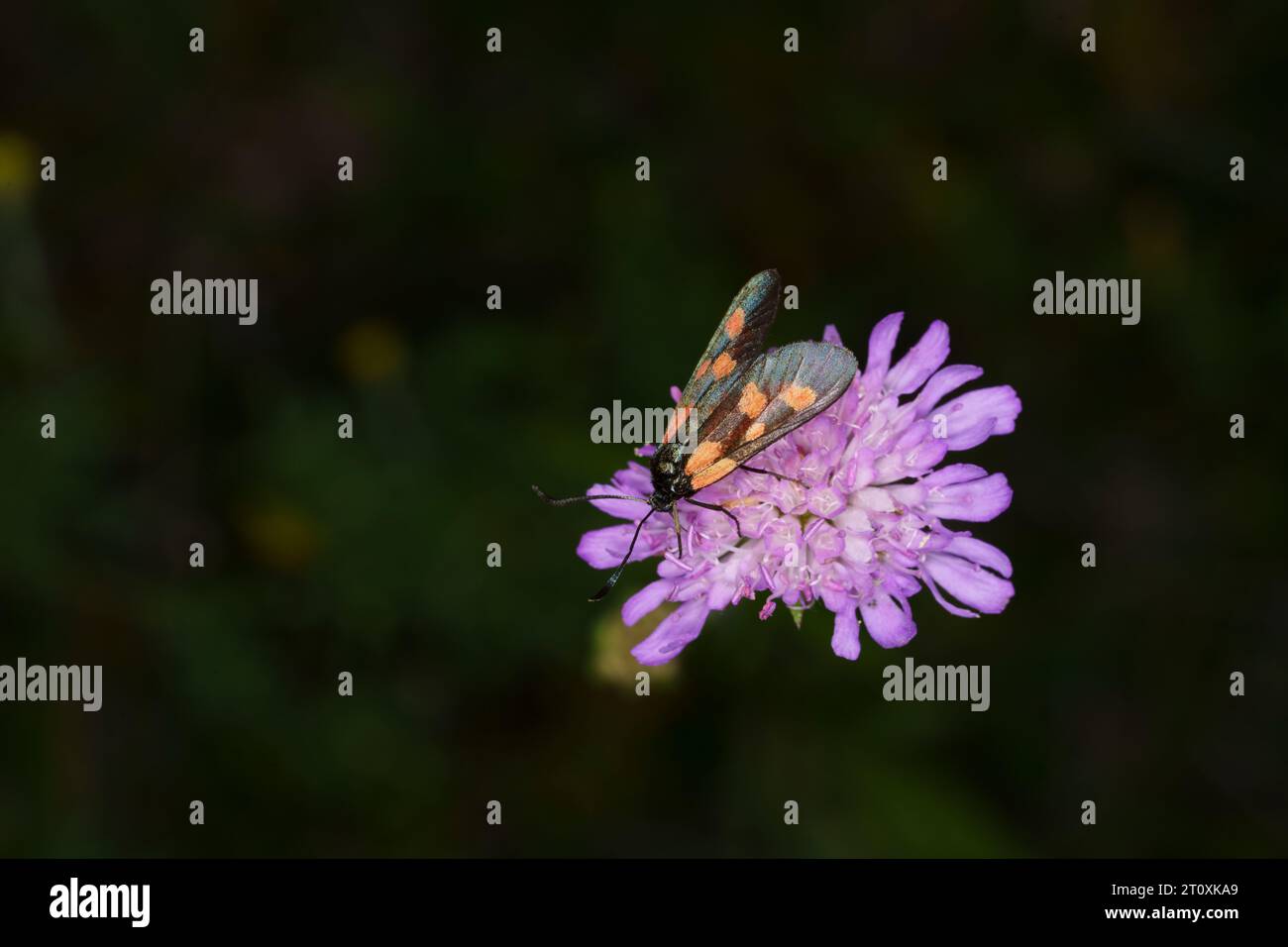 Mazasis marguolis hi-res stock photography and images - Alamy