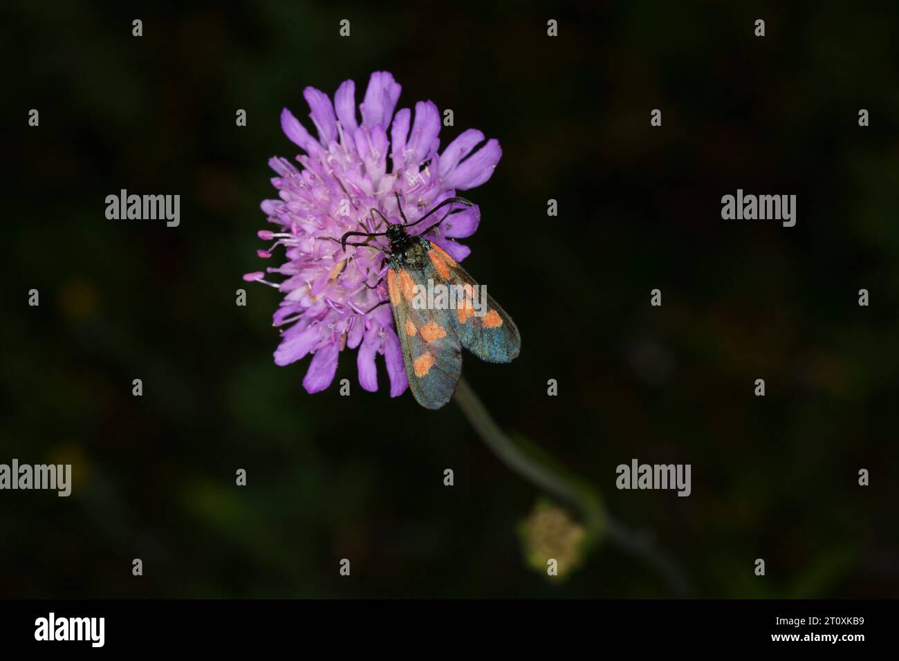 Zygaena viciae Family Zygaenidae Genus Zygaena New forest burnet moth ...