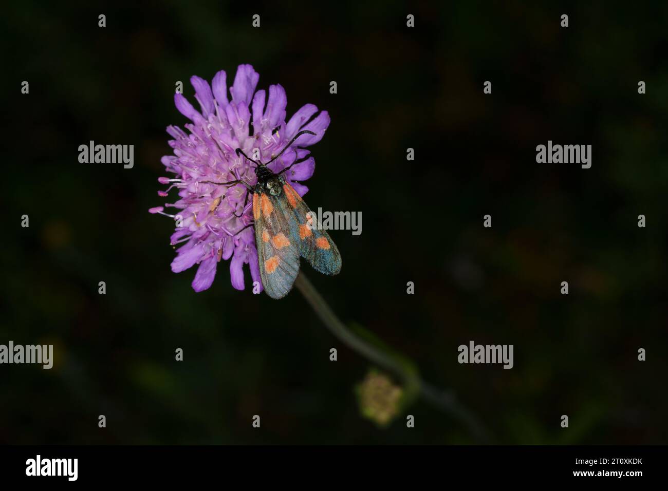 Zygaena viciae Family Zygaenidae Genus Zygaena New forest burnet moth ...