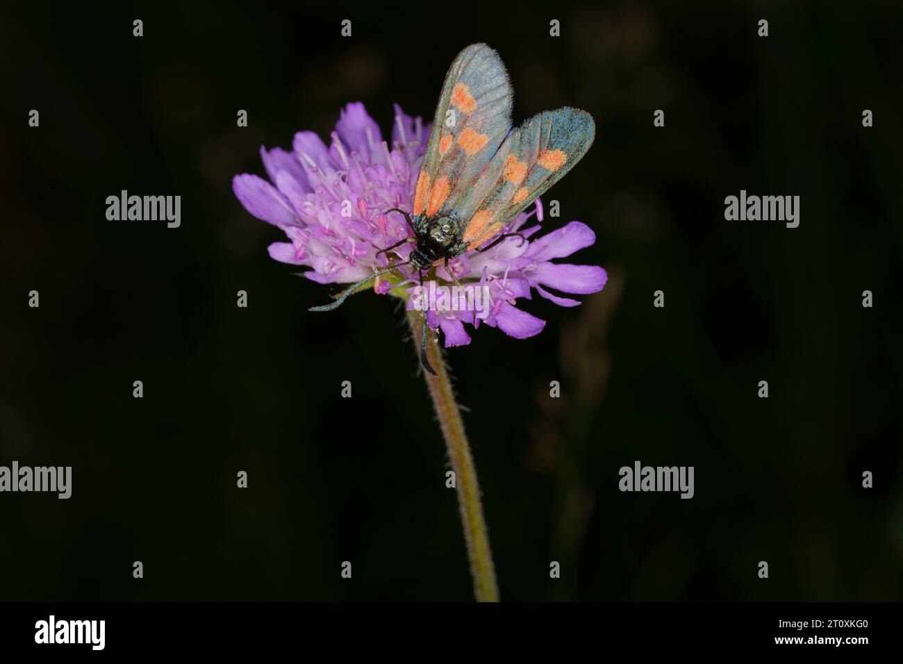 Zygaena viciae Family Zygaenidae Genus Zygaena New forest burnet moth ...