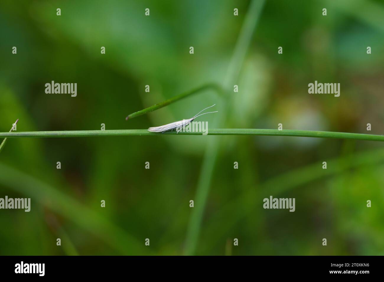 Coleophora peribenanderi Family Coleophoridae Genus Coleophora Pale ...