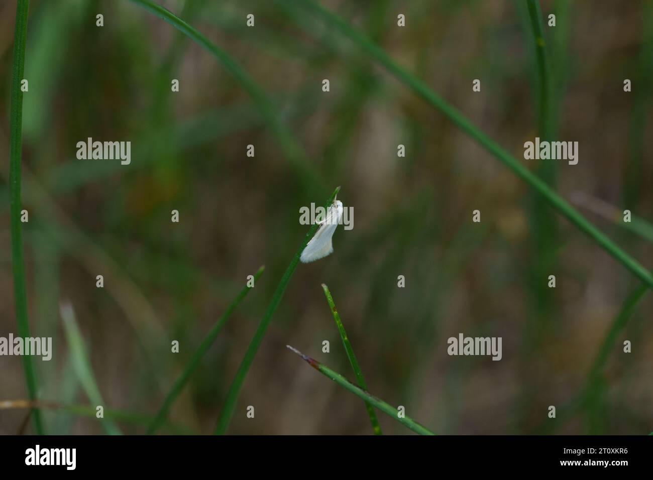 Swan feather dwarf moth hi-res stock photography and images - Alamy