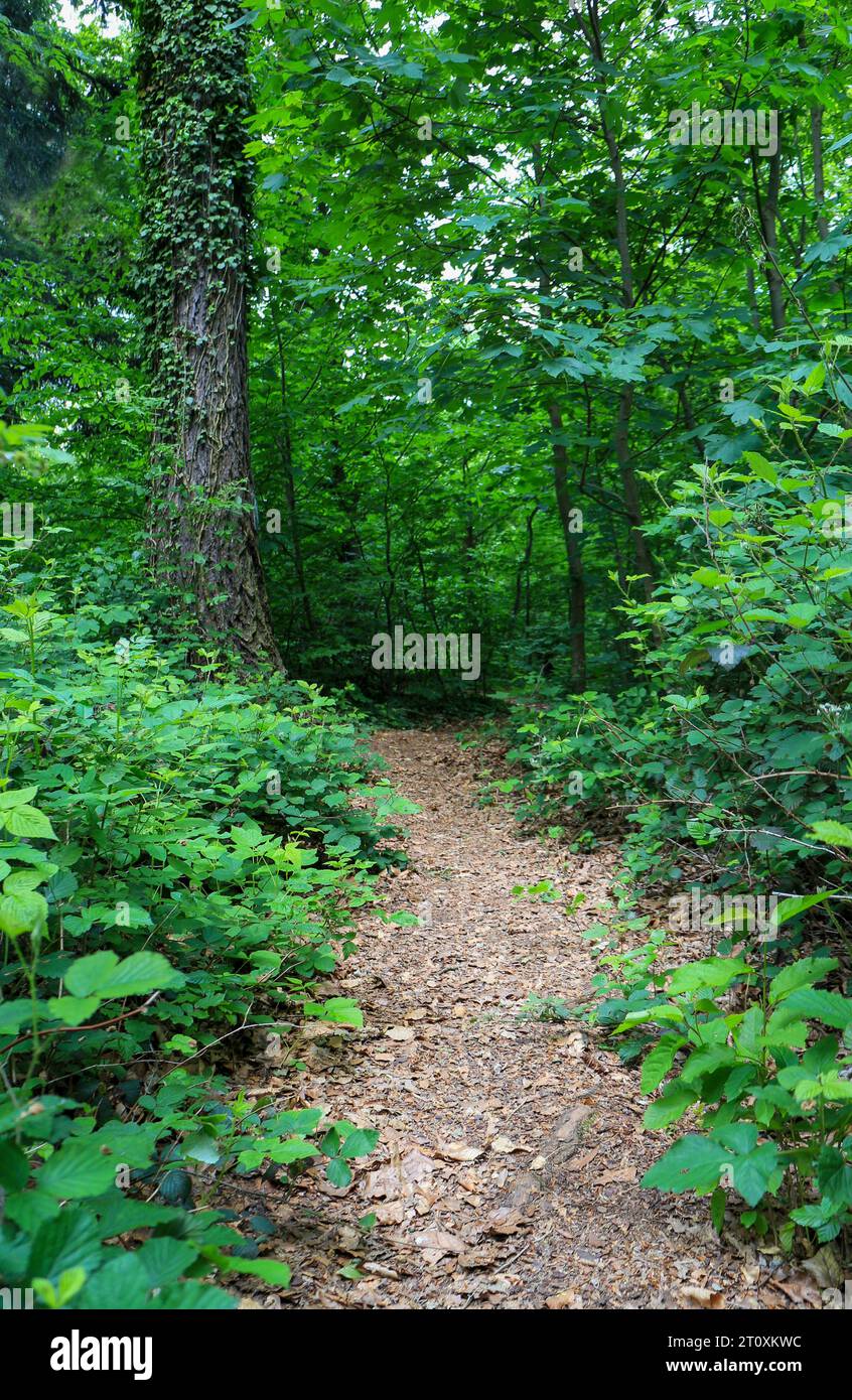 Footpath in dense forest hi-res stock photography and images - Alamy