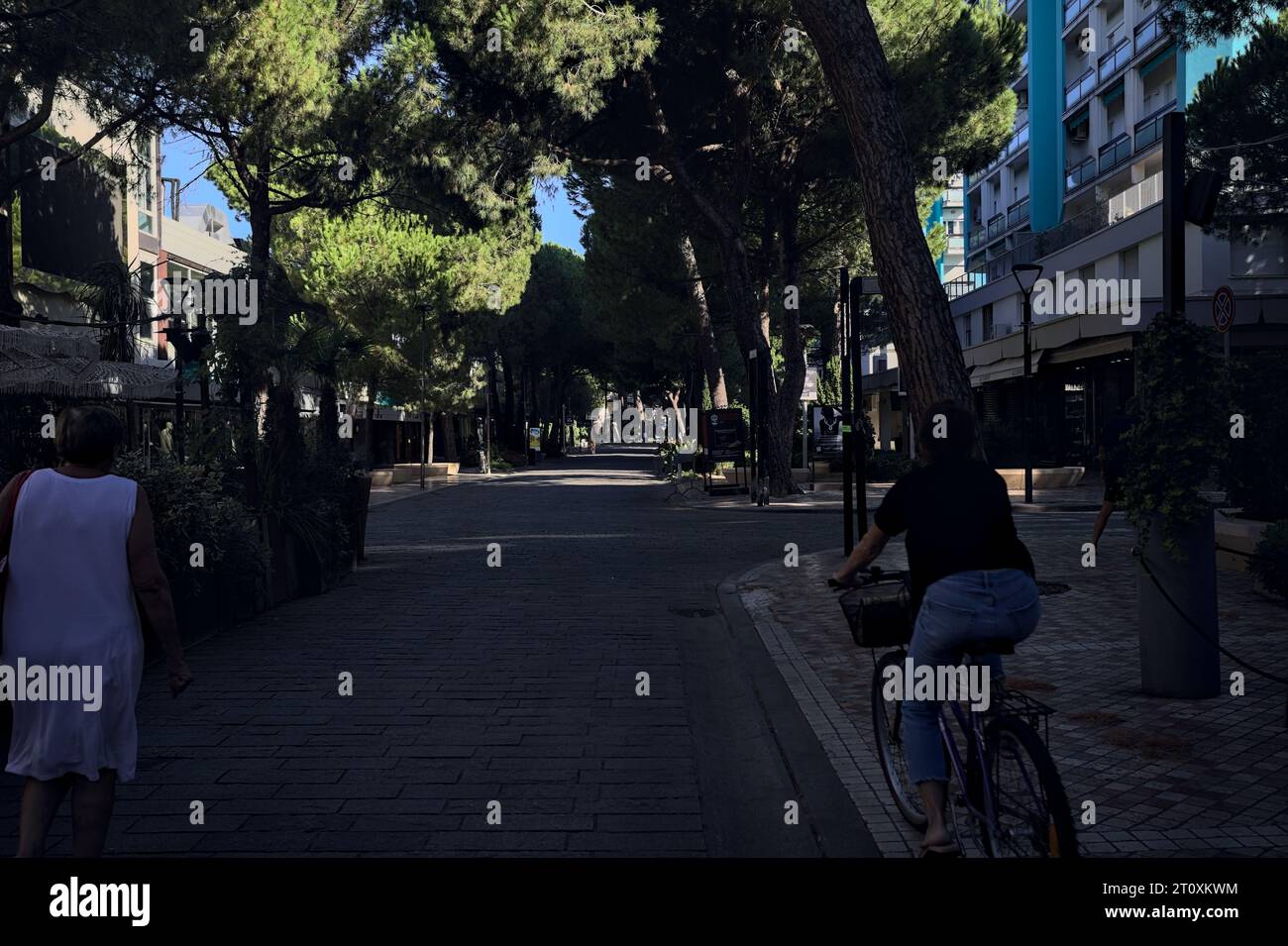 Boulevard arched by maritime pines and bordered by buildings in an ...