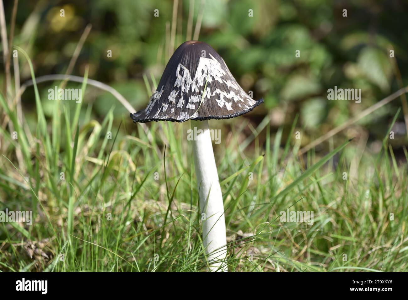 Bell shaped mushroom hi-res stock photography and images - Alamy