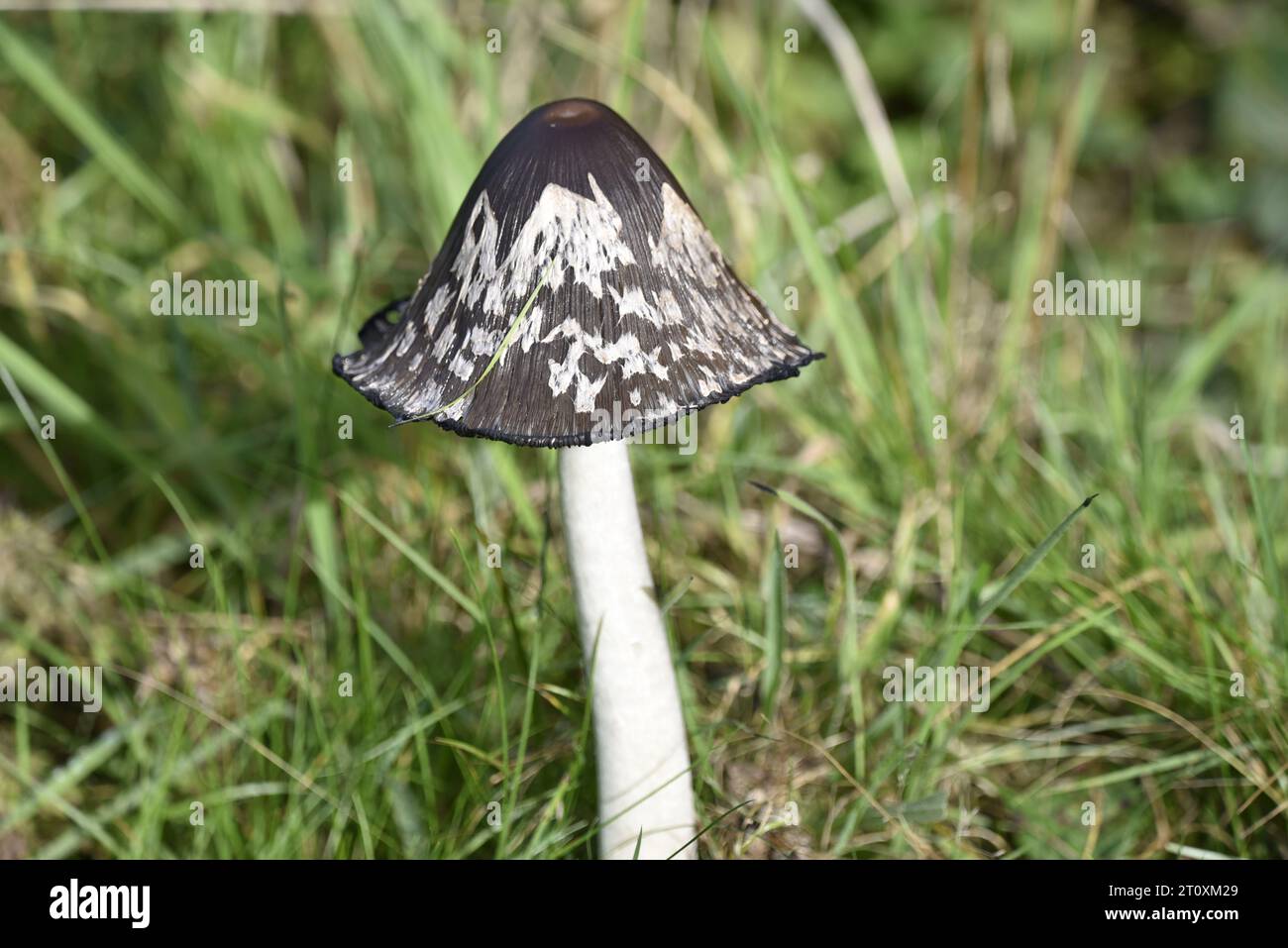 Bell shaped mushroom hi-res stock photography and images - Alamy