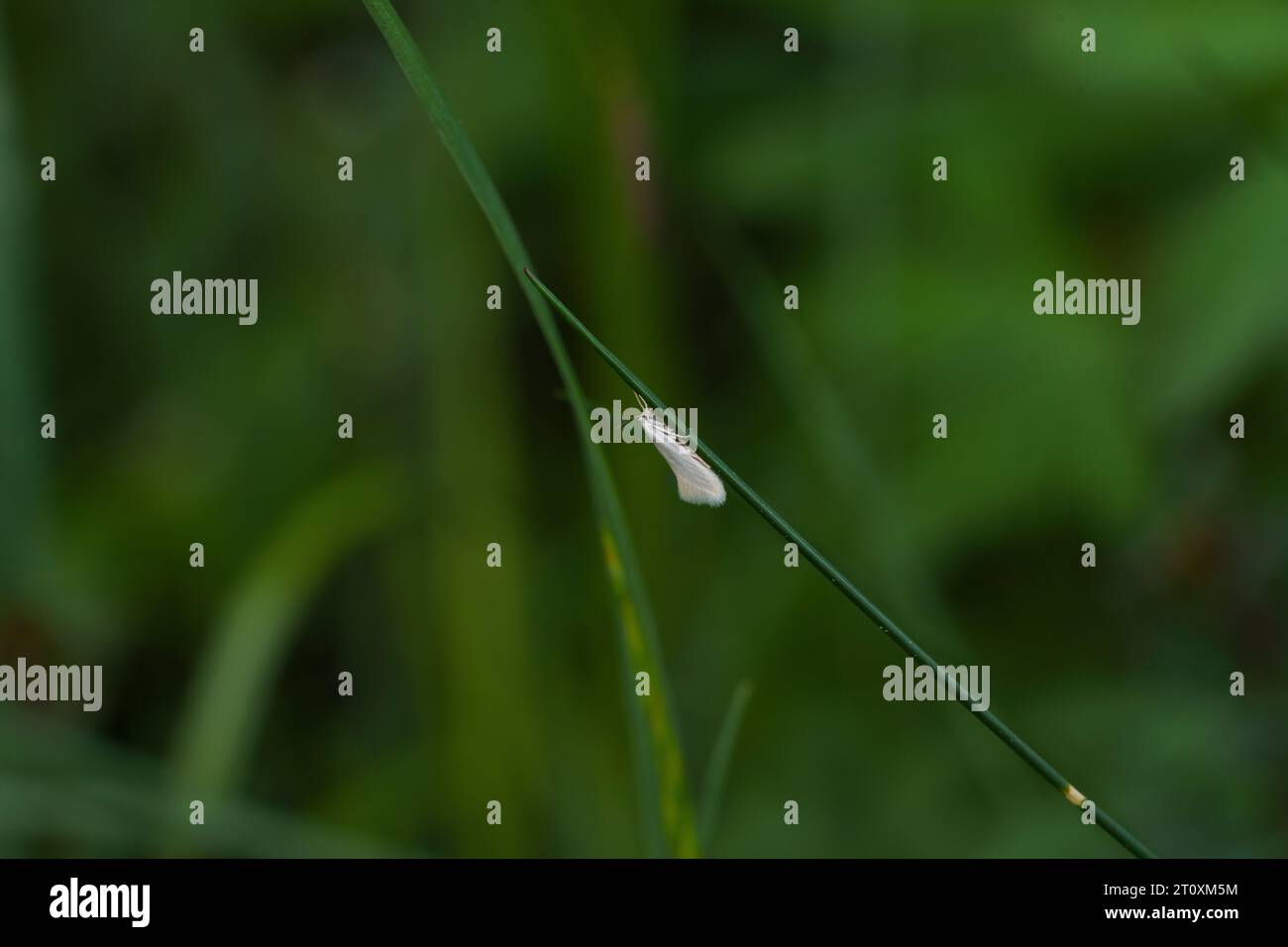 Swan feather dwarf moth hi-res stock photography and images - Alamy